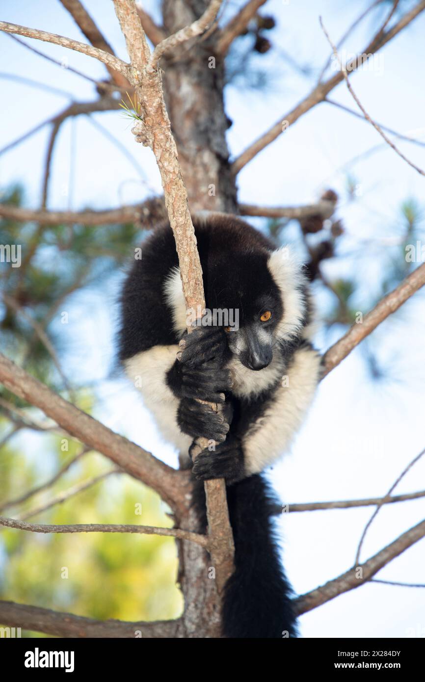 Endemic primate habitat hi-res stock photography and images - Alamy