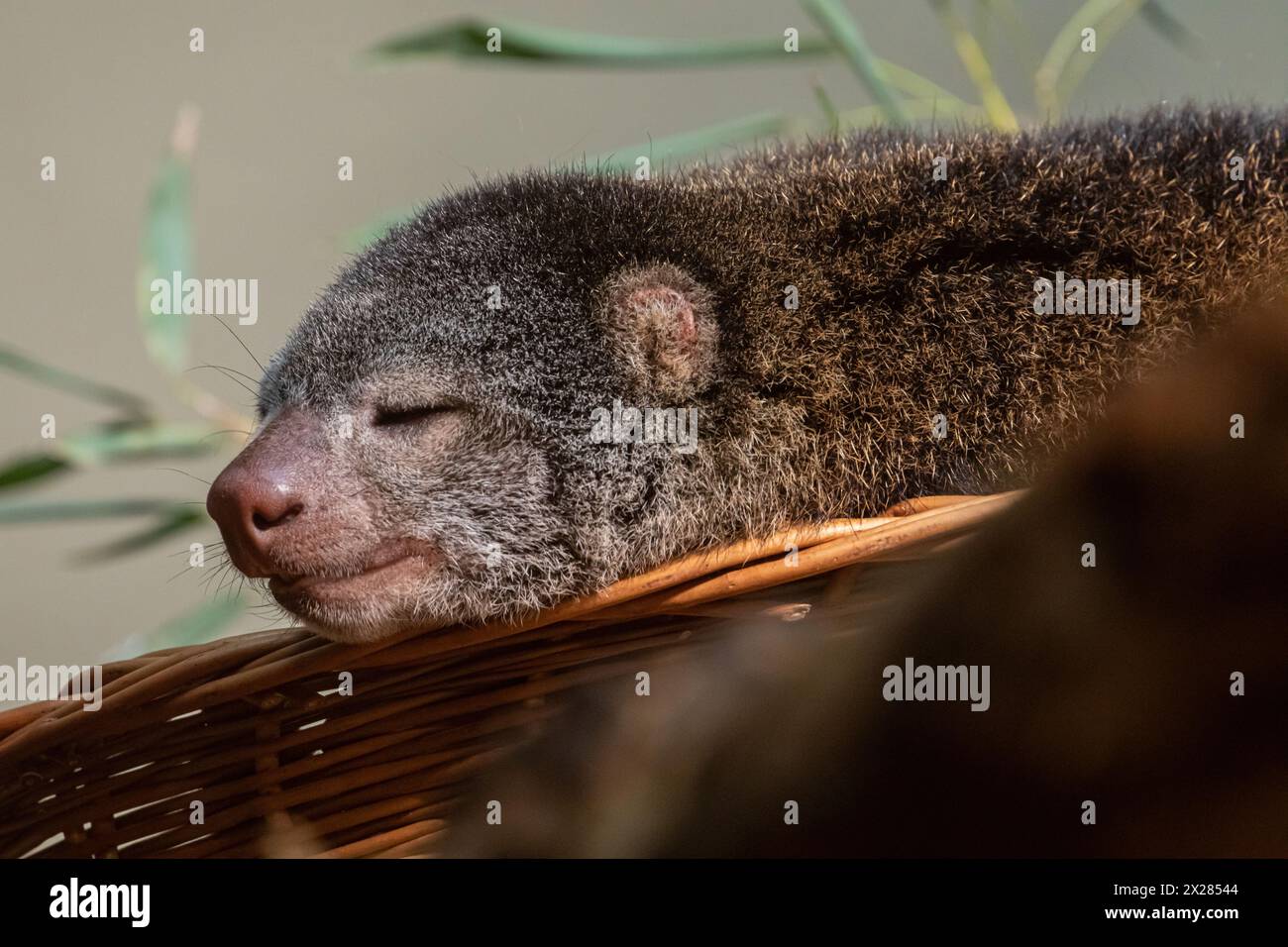 cute wild bear cuscus aulirops ursinus arboreal against blure ...