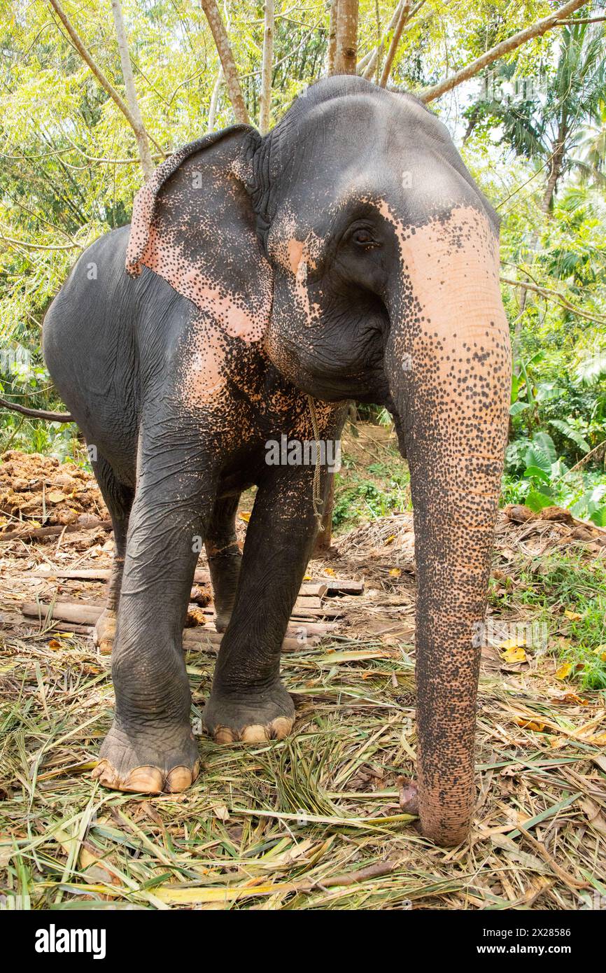 large Asian elephant with specific skin color, small gray dots on pink ...