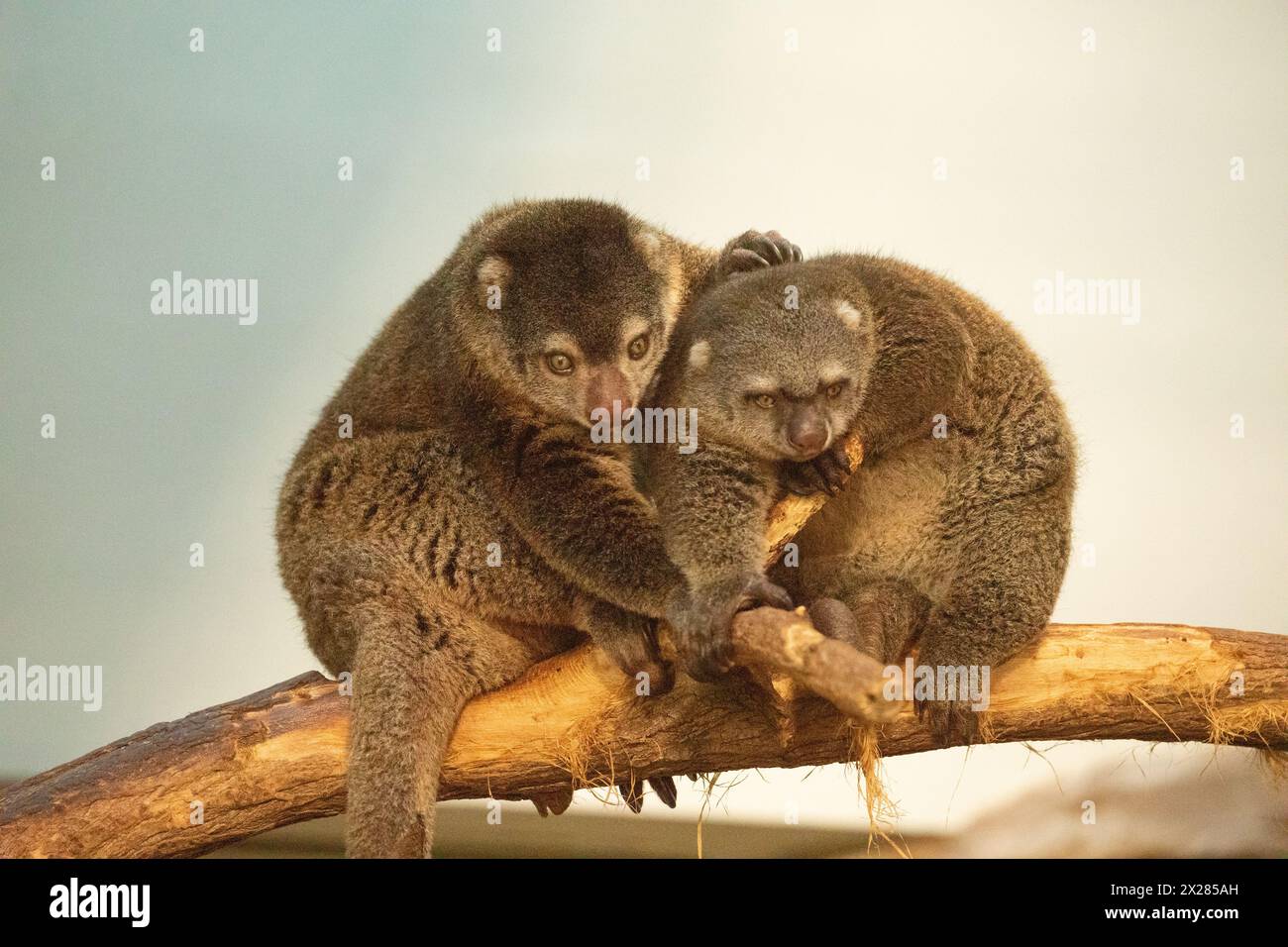 cute wild bear cuscus aulirops ursinus arboreal against blure ...