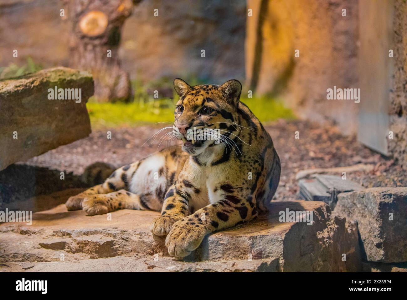 clouded leopard (Neofelis nebulosa) wild cat from Himalayan Southeast ...