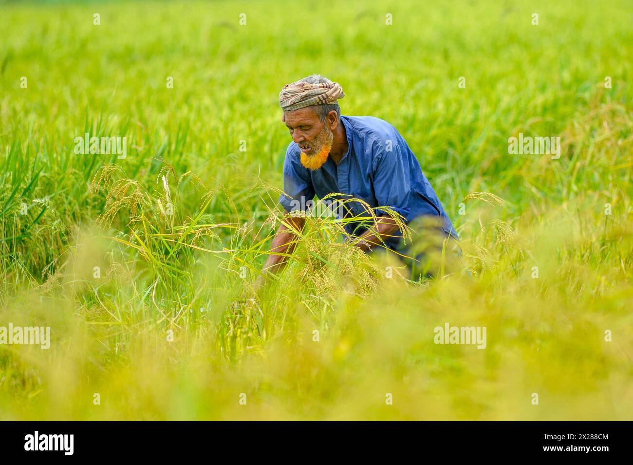 Sylhet, Bangladesh. 20th Apr, 2024. Farmers harvest Boro padd in ...