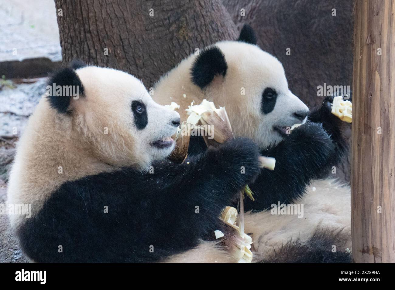 CHONGQING, CHINA - APRIL 20, 2024 - Two giant pandas eat at Chongqing ...