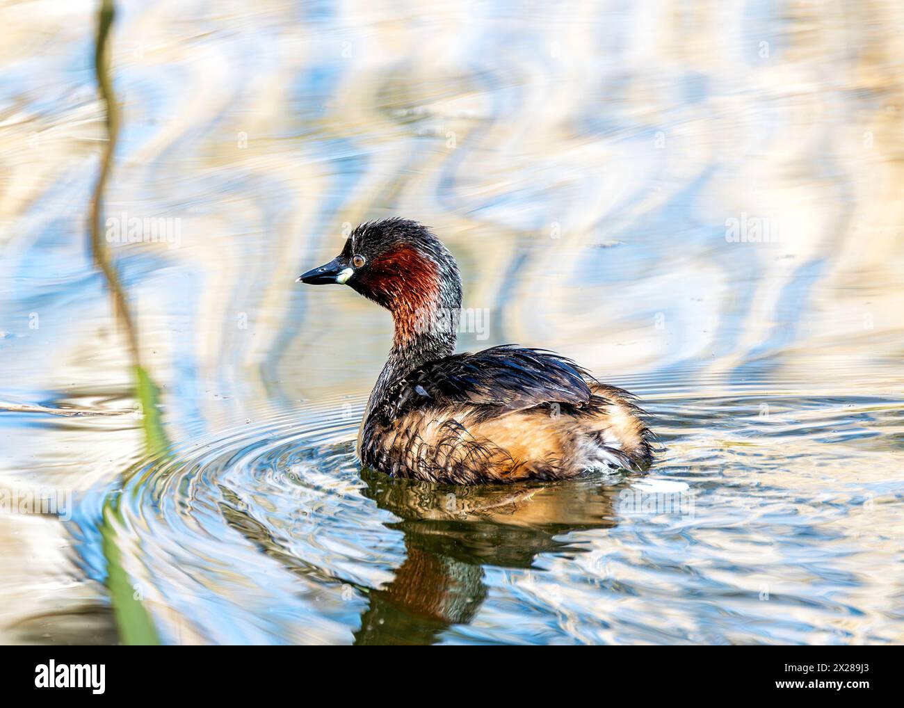 Tiny dabchick with a chestnut throat and cheeks, swims on a Dublin pond ...