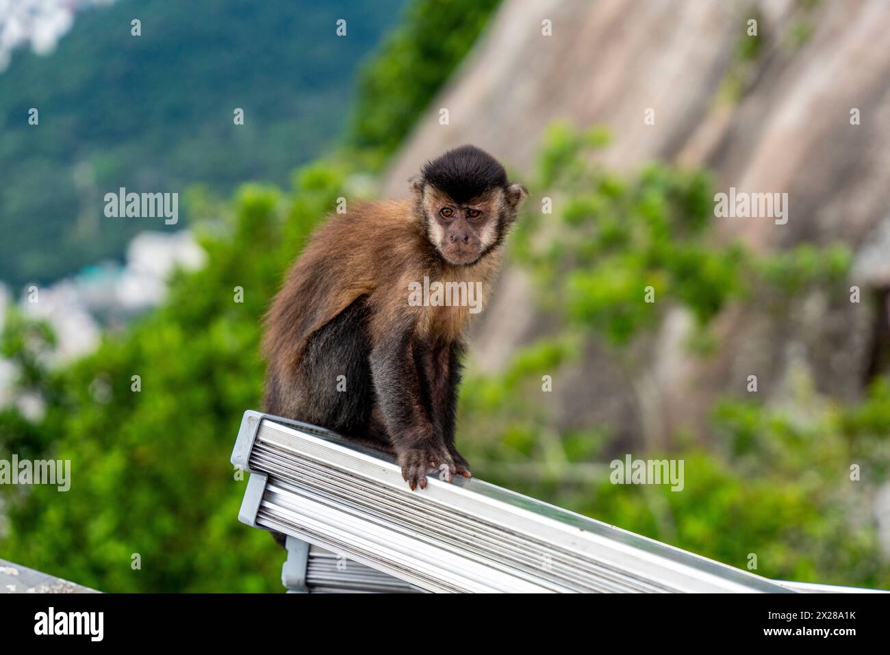 A Monkey Waiting For Food From Tourists At Christ The Redeemer Statue ...