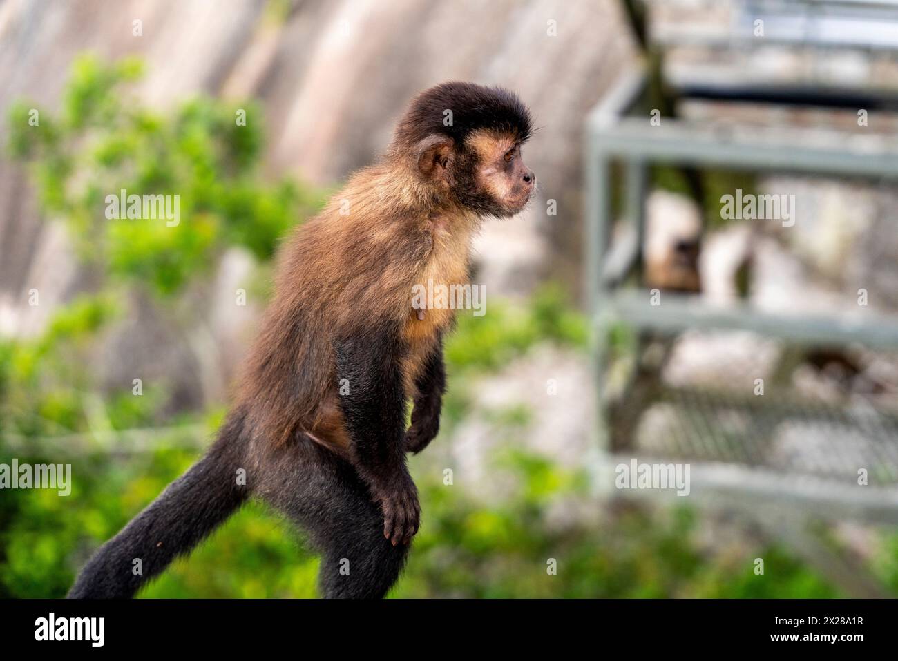 A Monkey Waiting For Food From Tourists At Christ The Redeemer Statue ...