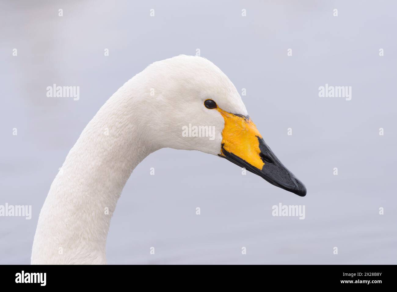 Tight portrait of a Whooper Swan with clean soft background, looking ...