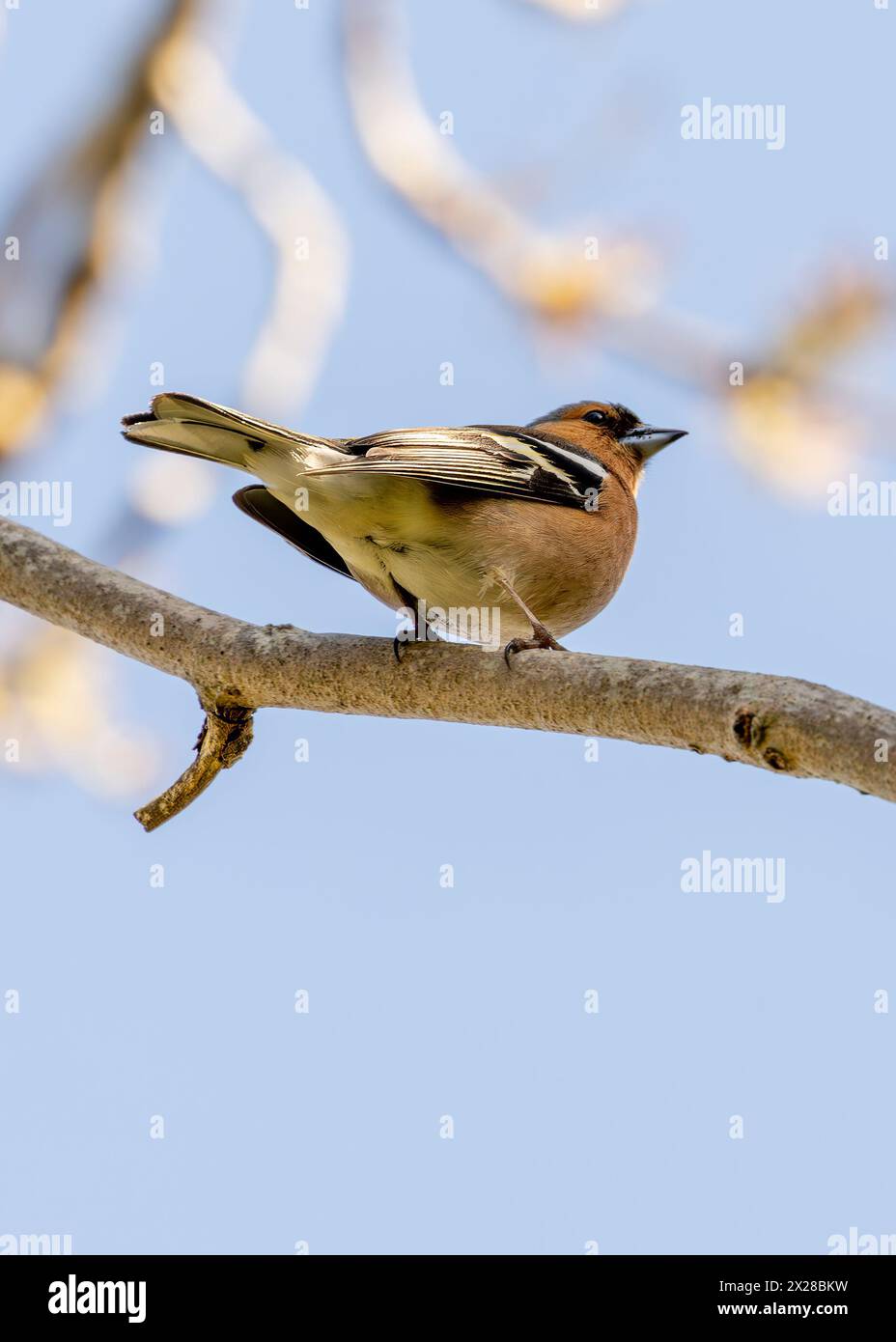 Male Chaffinch in Dublin's Botanic Gardens sings proudly, displaying ...