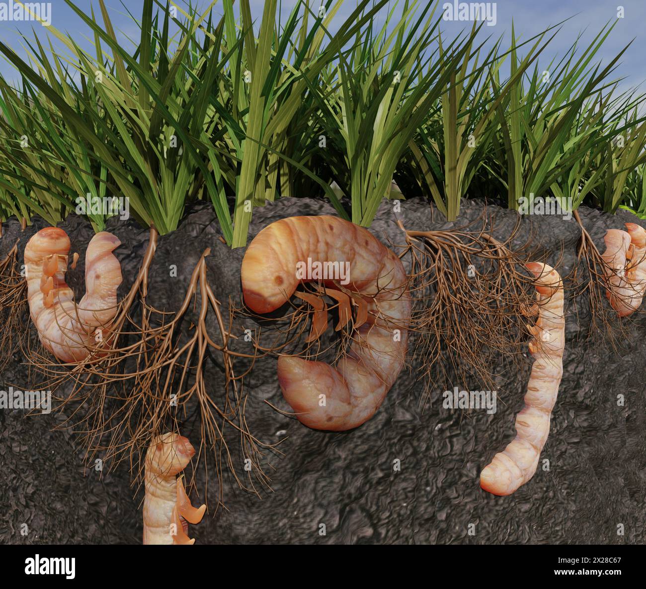 A cut-away 3D illustration of White Grubs devouring grass roots. This ...