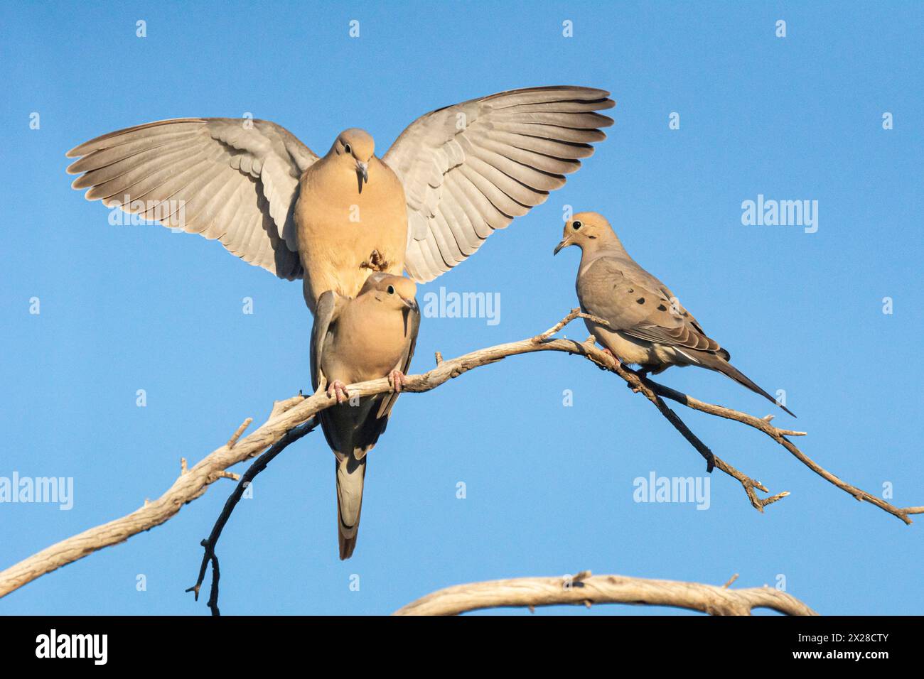 Two mourning doves (Zenaida macroura) mate while a third looks on Stock ...