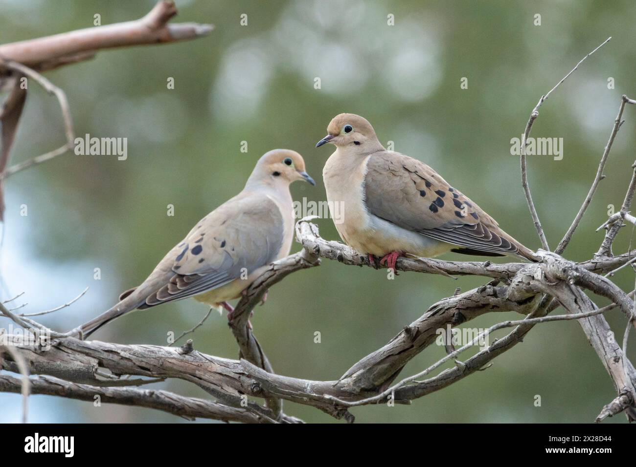 A pair of mourning doves (Zenaida macroura) perch on a ranch in front ...