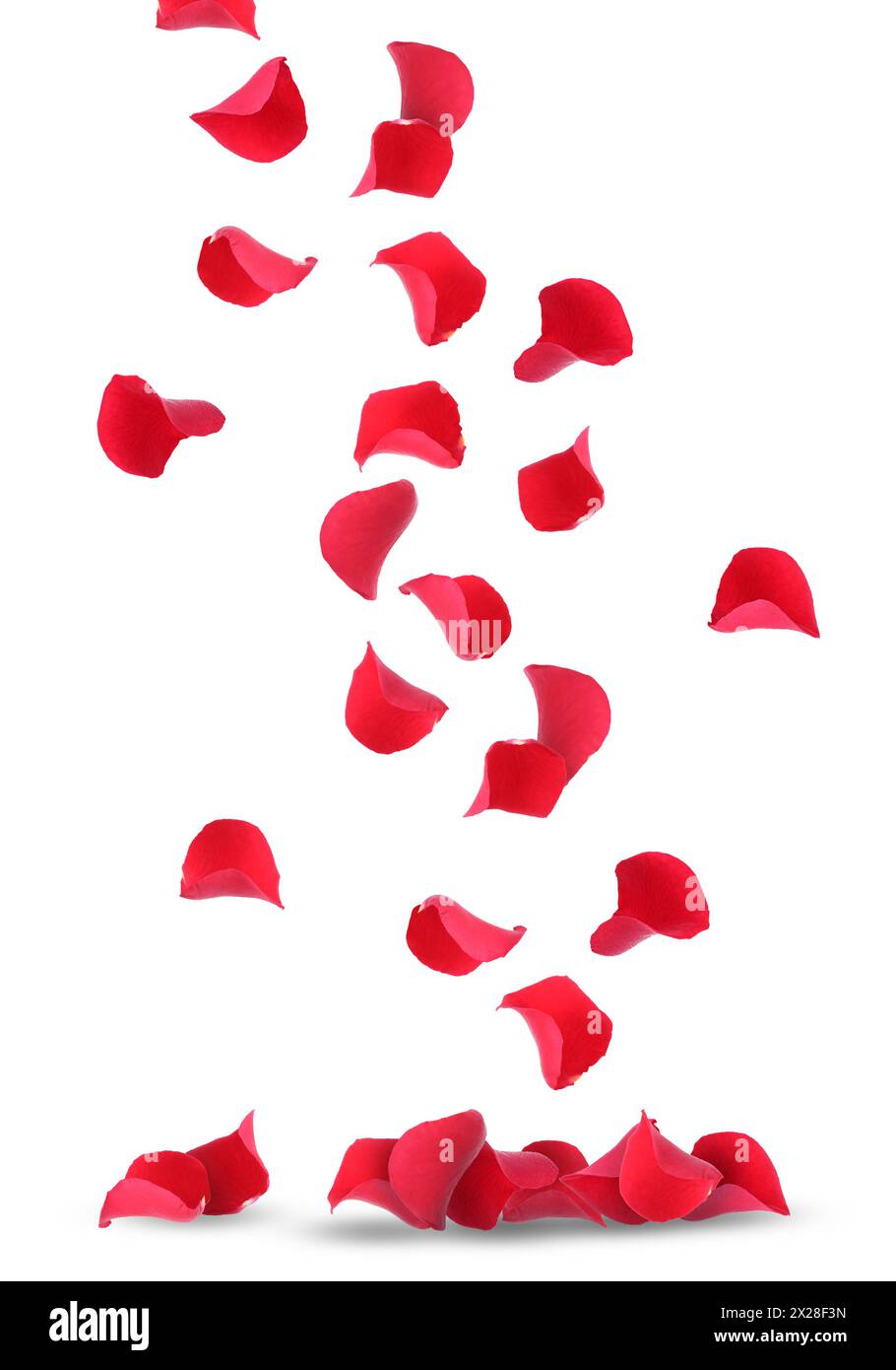 Beautiful rose petals flying on white background Stock Photo - Alamy