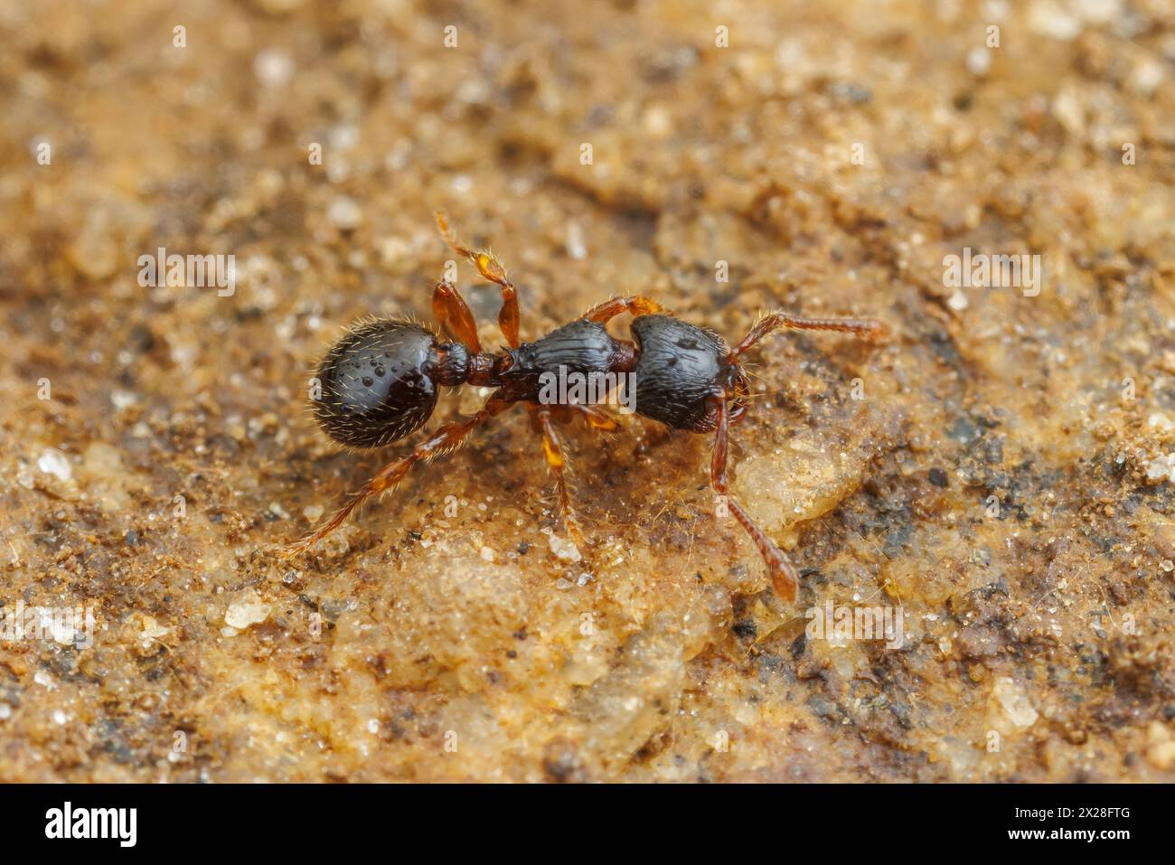 American mite eating ant hi-res stock photography and images - Alamy