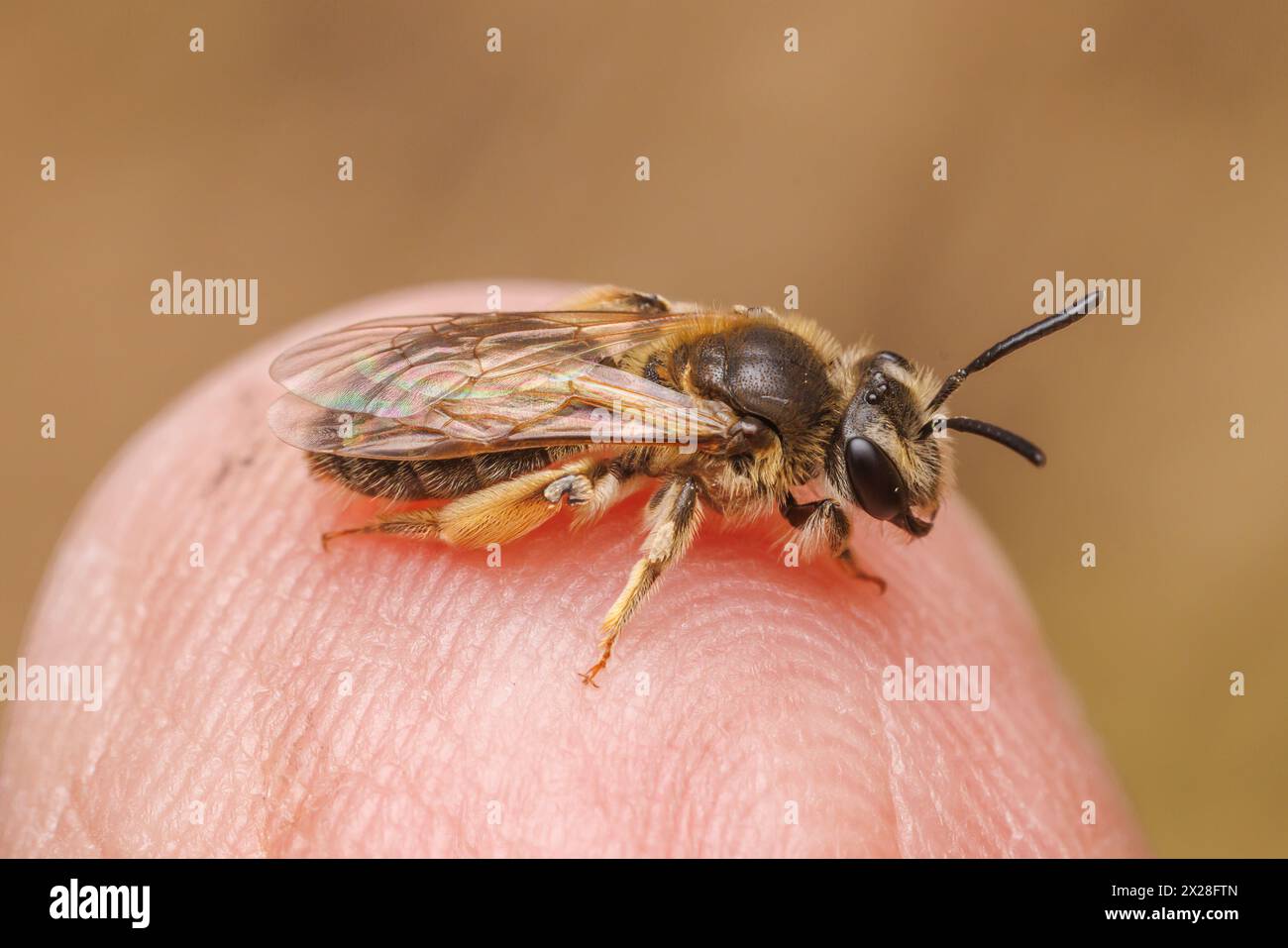 Mining Bee (Andrena sp Stock Photo - Alamy