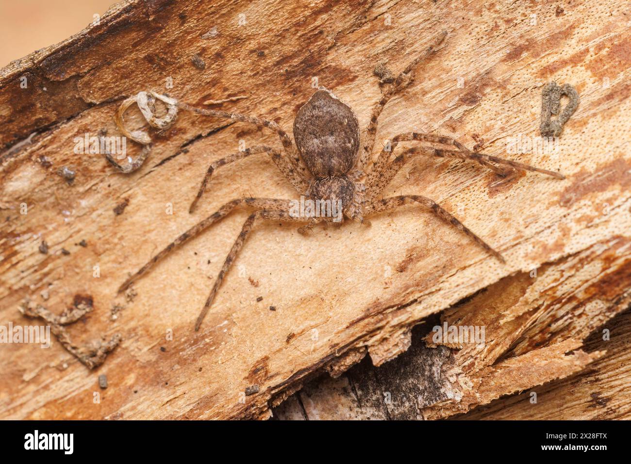 Philodromid spiders hi-res stock photography and images - Alamy