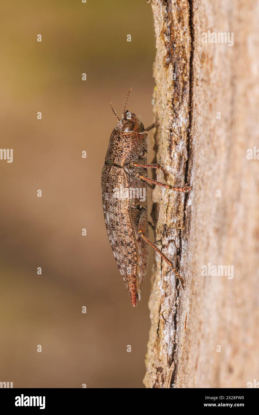 A Flatheaded Hardwood Borer (Dicerca divaricata) explores the side of a ...