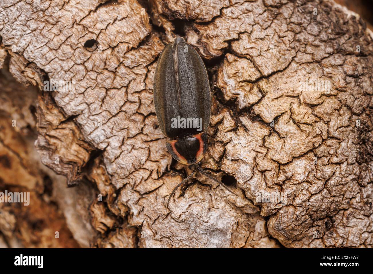 A Winter Firefly (Ellychnia corrusca) explores the bark of a tree Stock ...