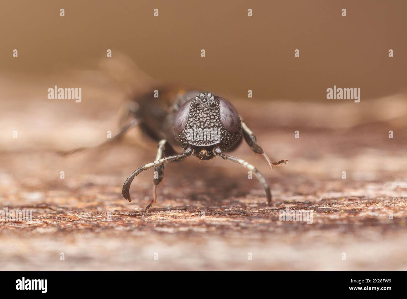A head-on view of a female Parasitic Wood Wasp (Orussus minutus Stock ...