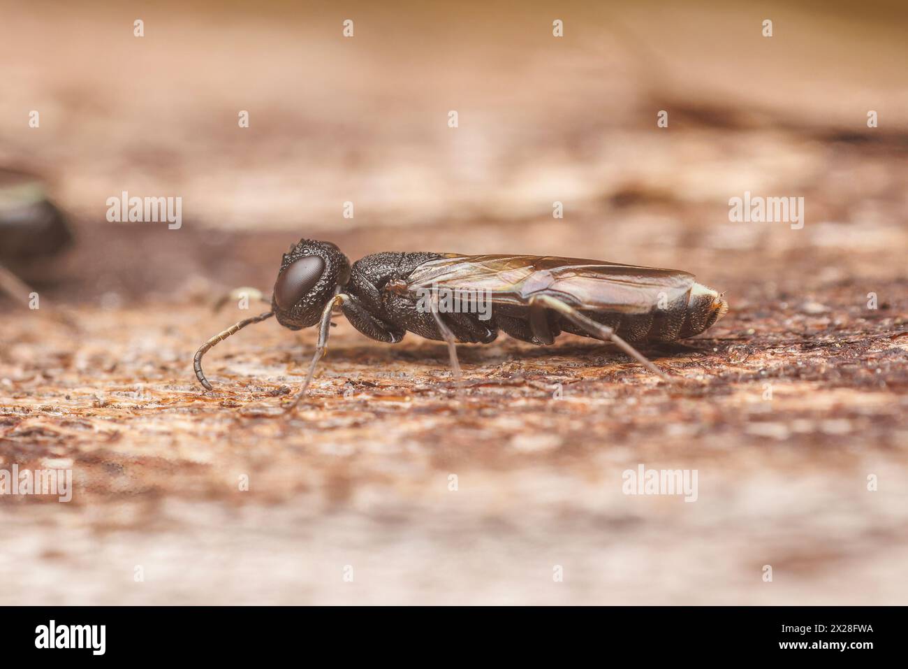 Parasitic wood wasps hi-res stock photography and images - Alamy
