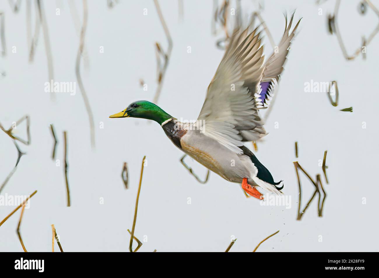 Northern mallard hi-res stock photography and images - Alamy