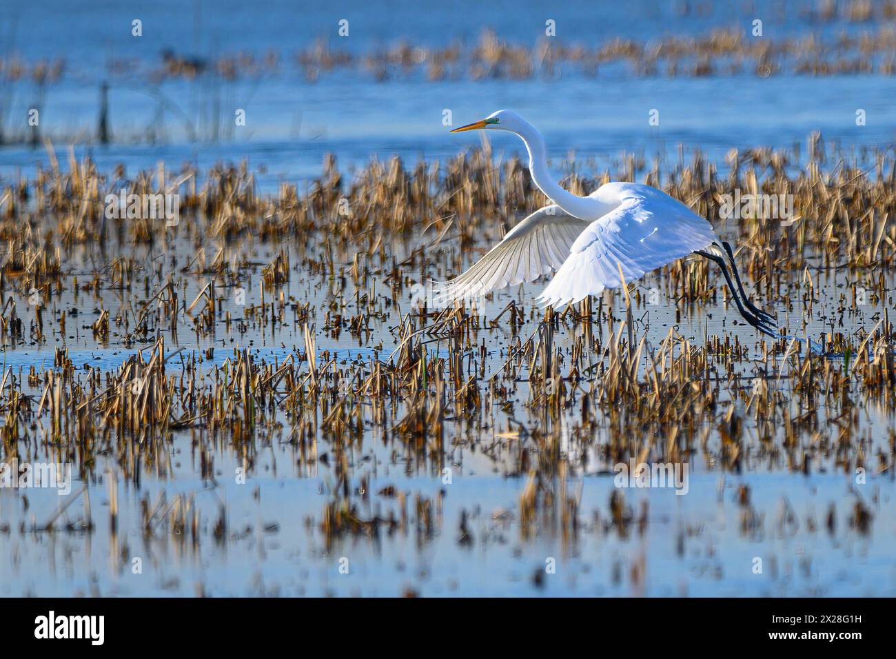 Great Egret flying over Ohio marsh Stock Photo - Alamy
