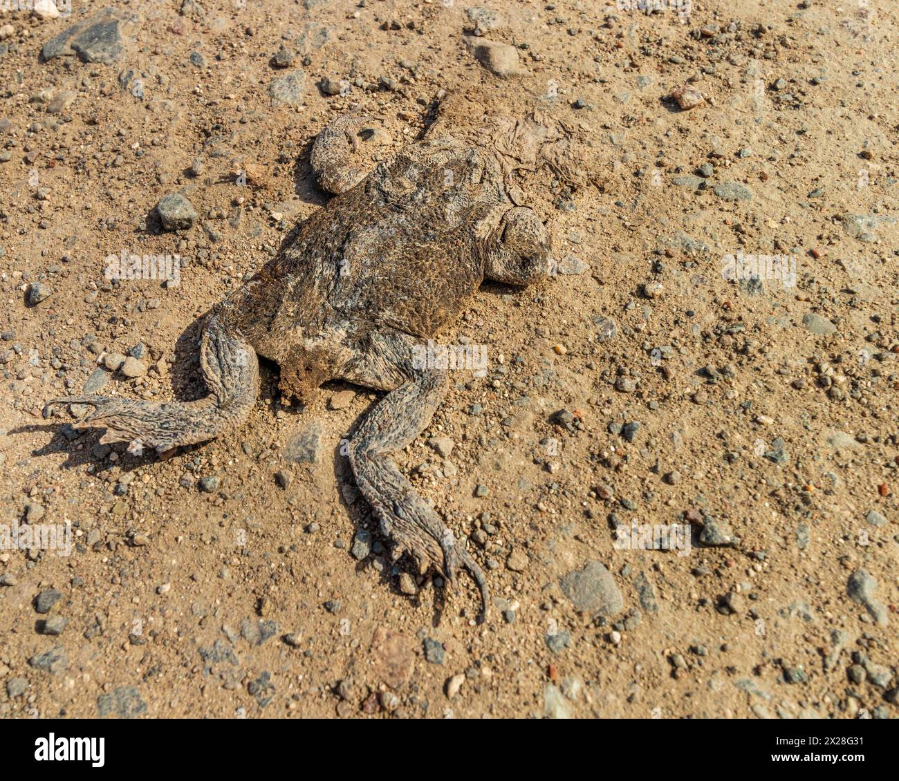 a dried dead body of a frog , toad, on the road Stock Photo - Alamy