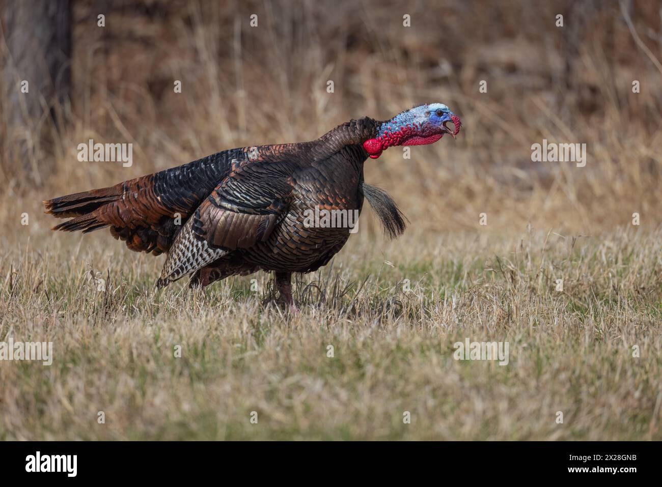 Gobbling eastern turkey hi-res stock photography and images - Alamy