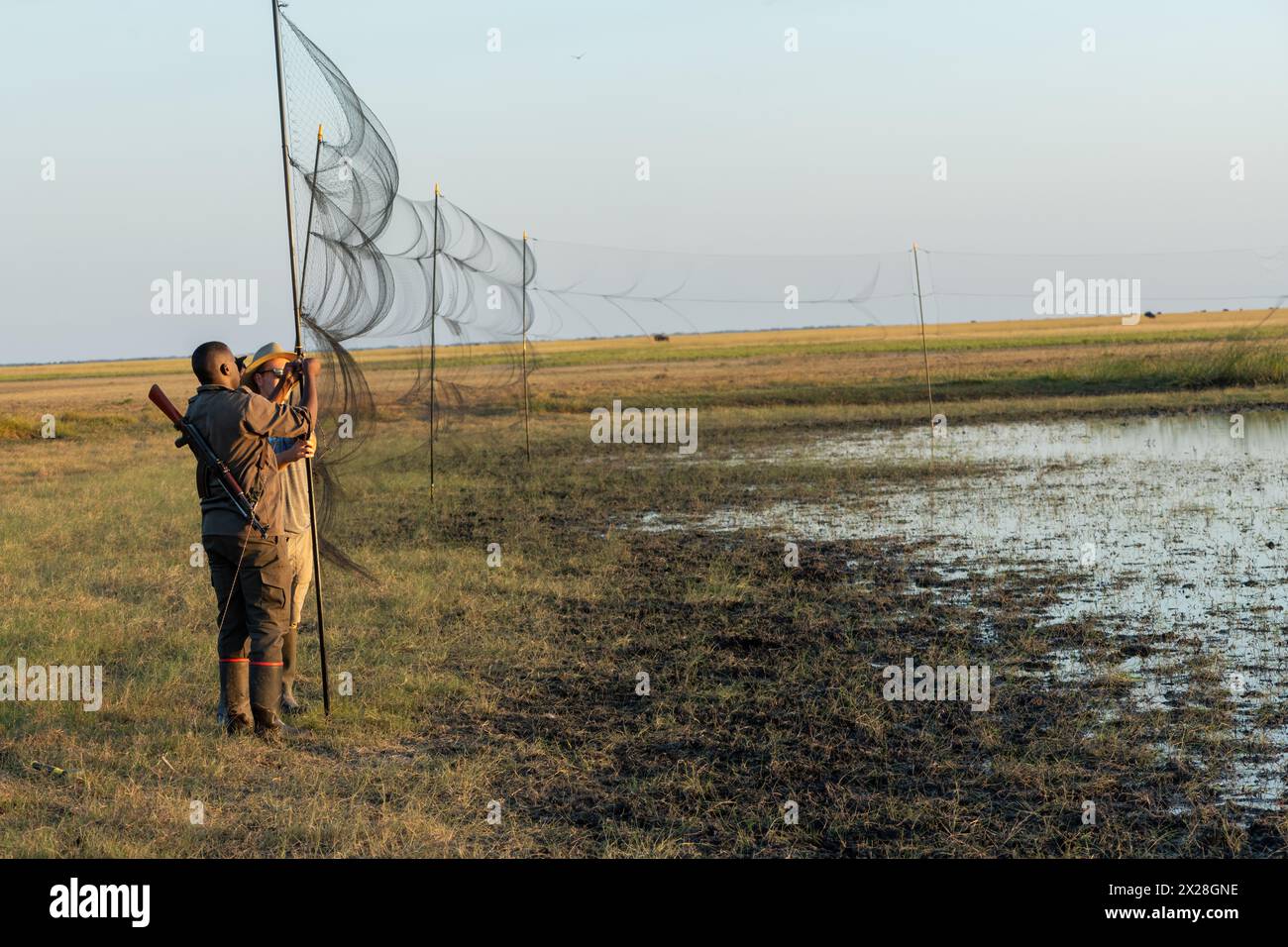 An installed bird mist net ready to catch birds in a national park ...