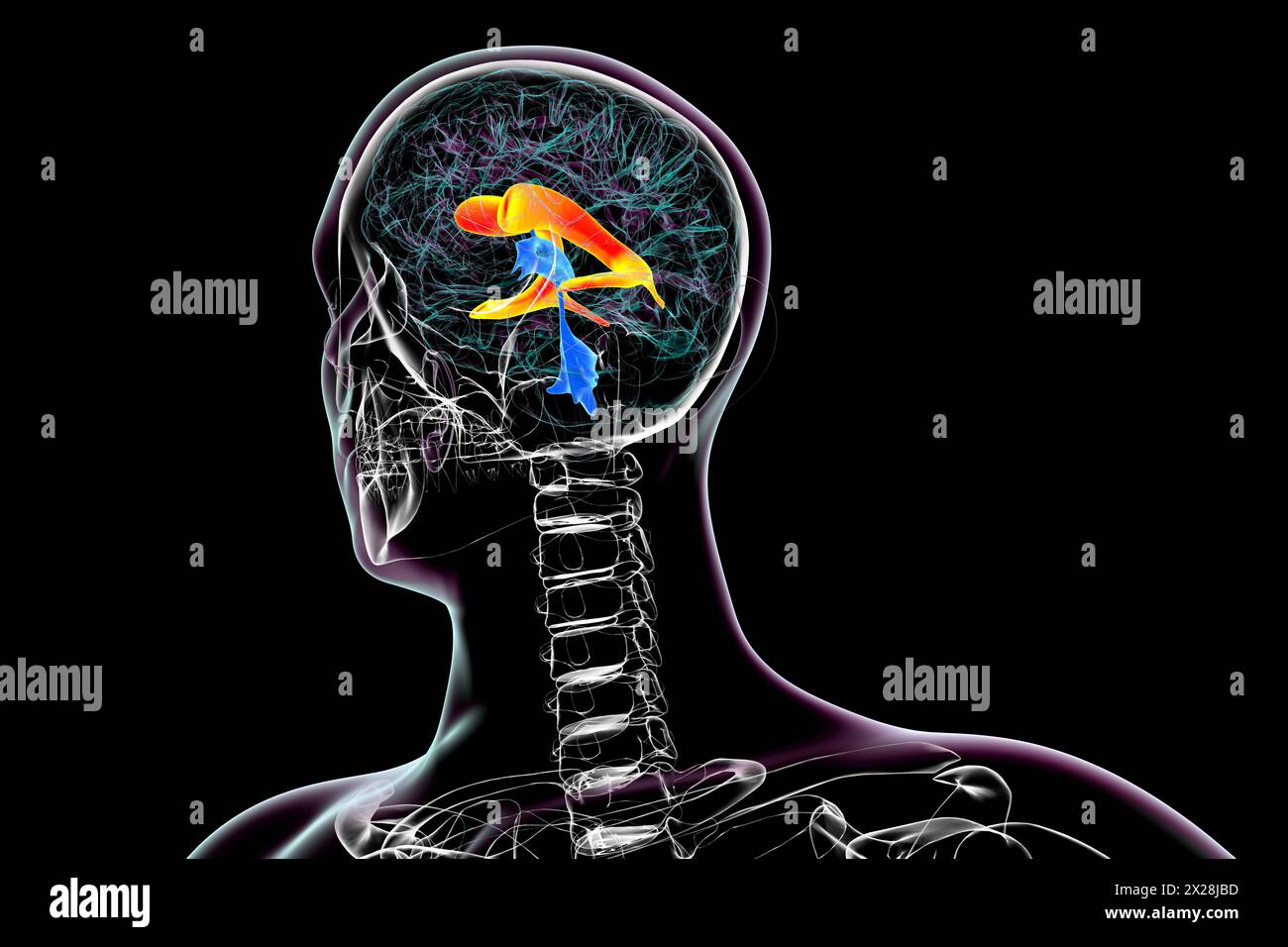 Lateral brain ventricles, illustration Stock Photo - Alamy