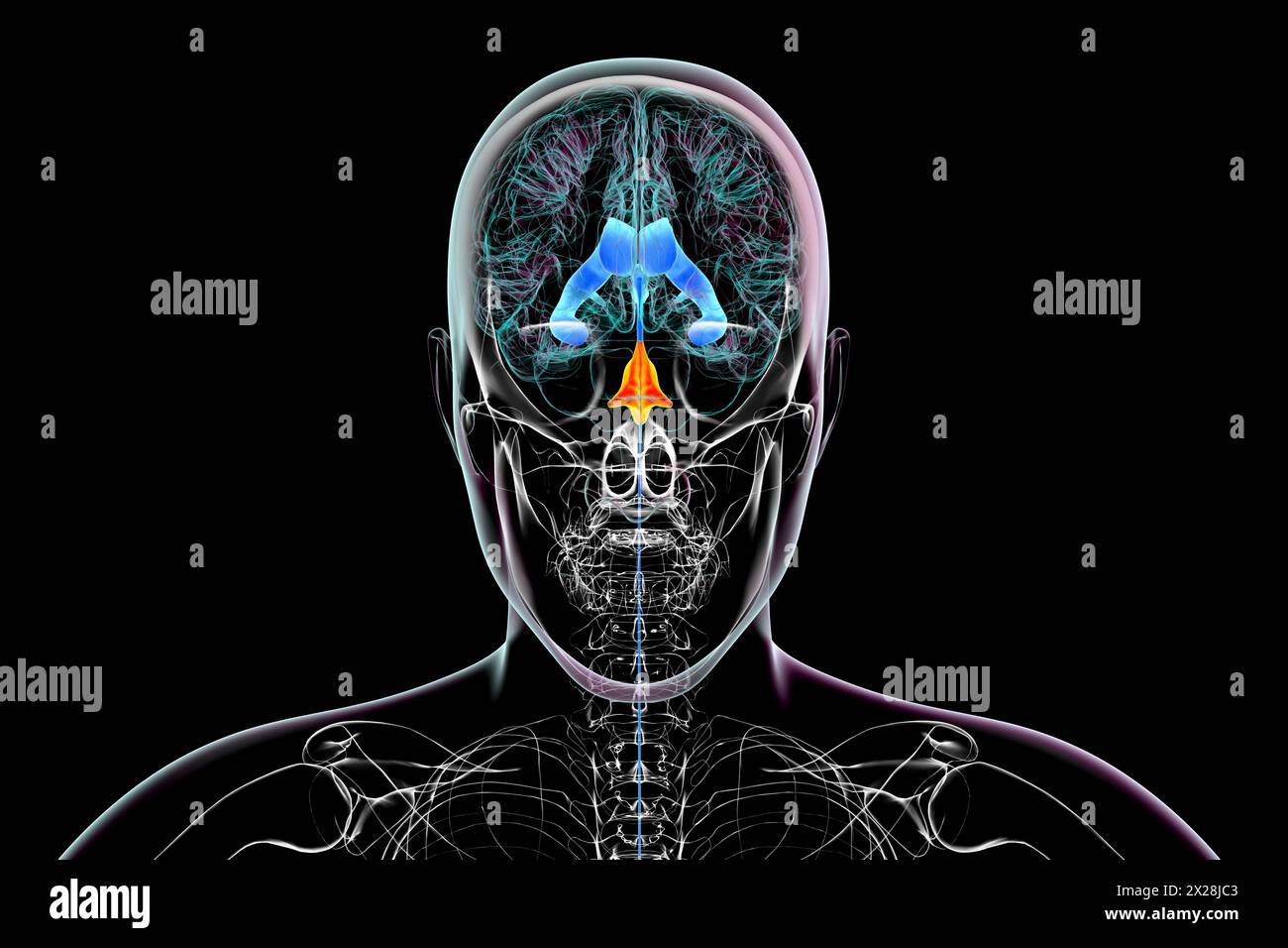 Fourth brain ventricle, illustration Stock Photo - Alamy