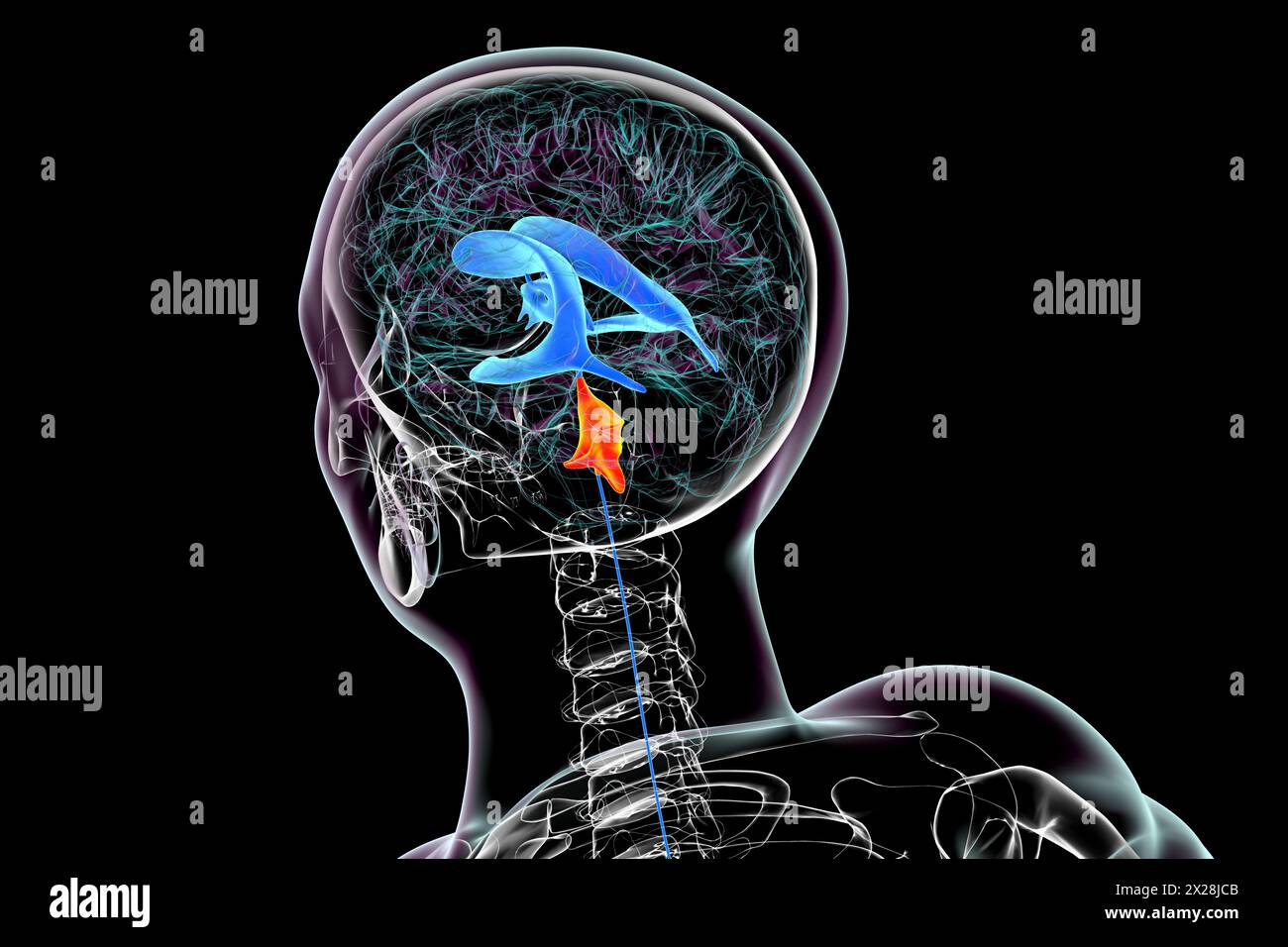 Fourth brain ventricle, illustration Stock Photo - Alamy