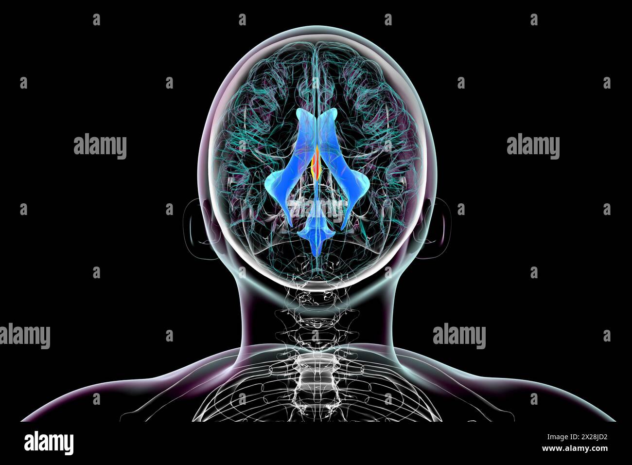 Third brain ventricle, illustration Stock Photo - Alamy