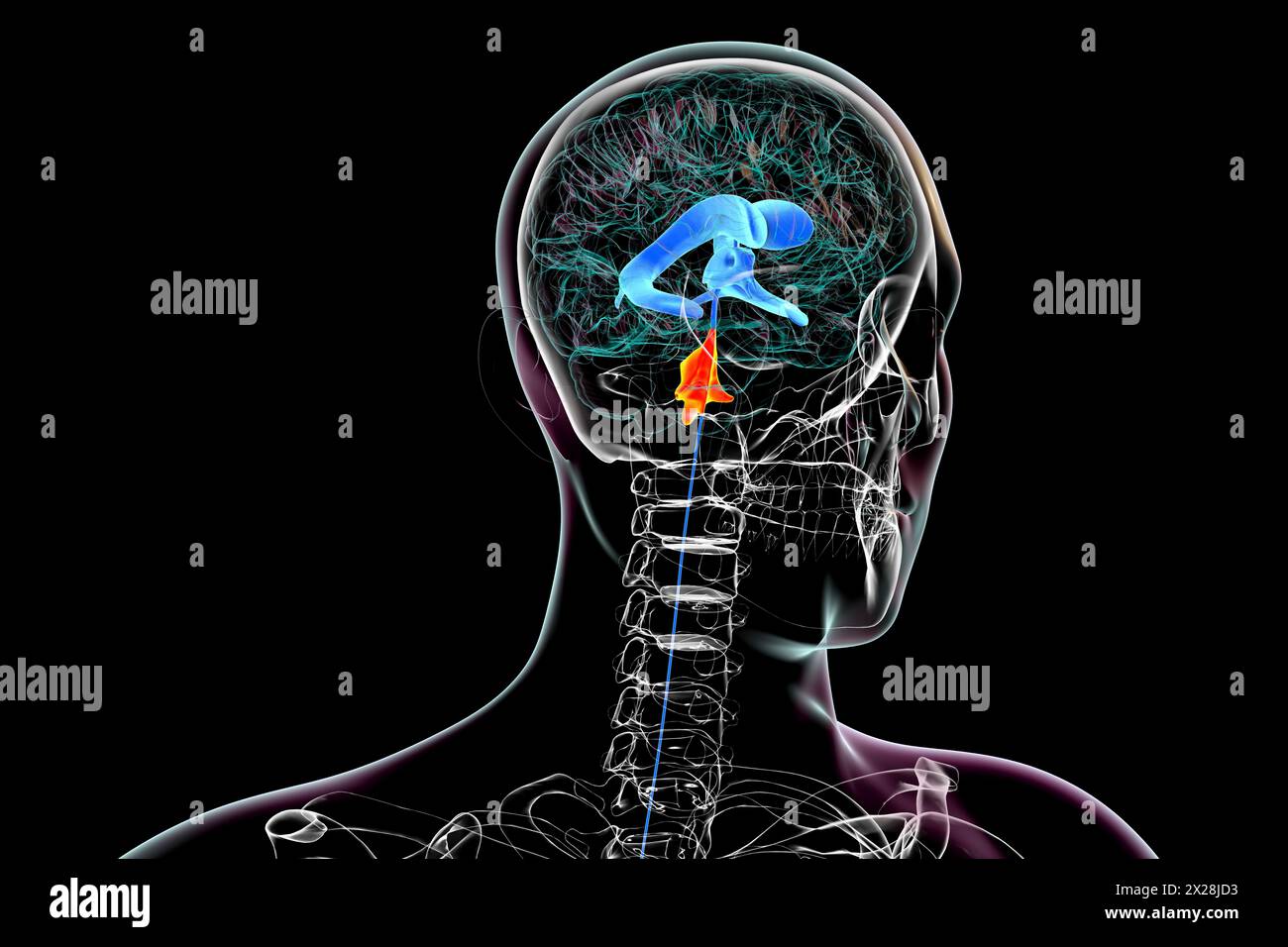 Fourth brain ventricle, illustration Stock Photo - Alamy