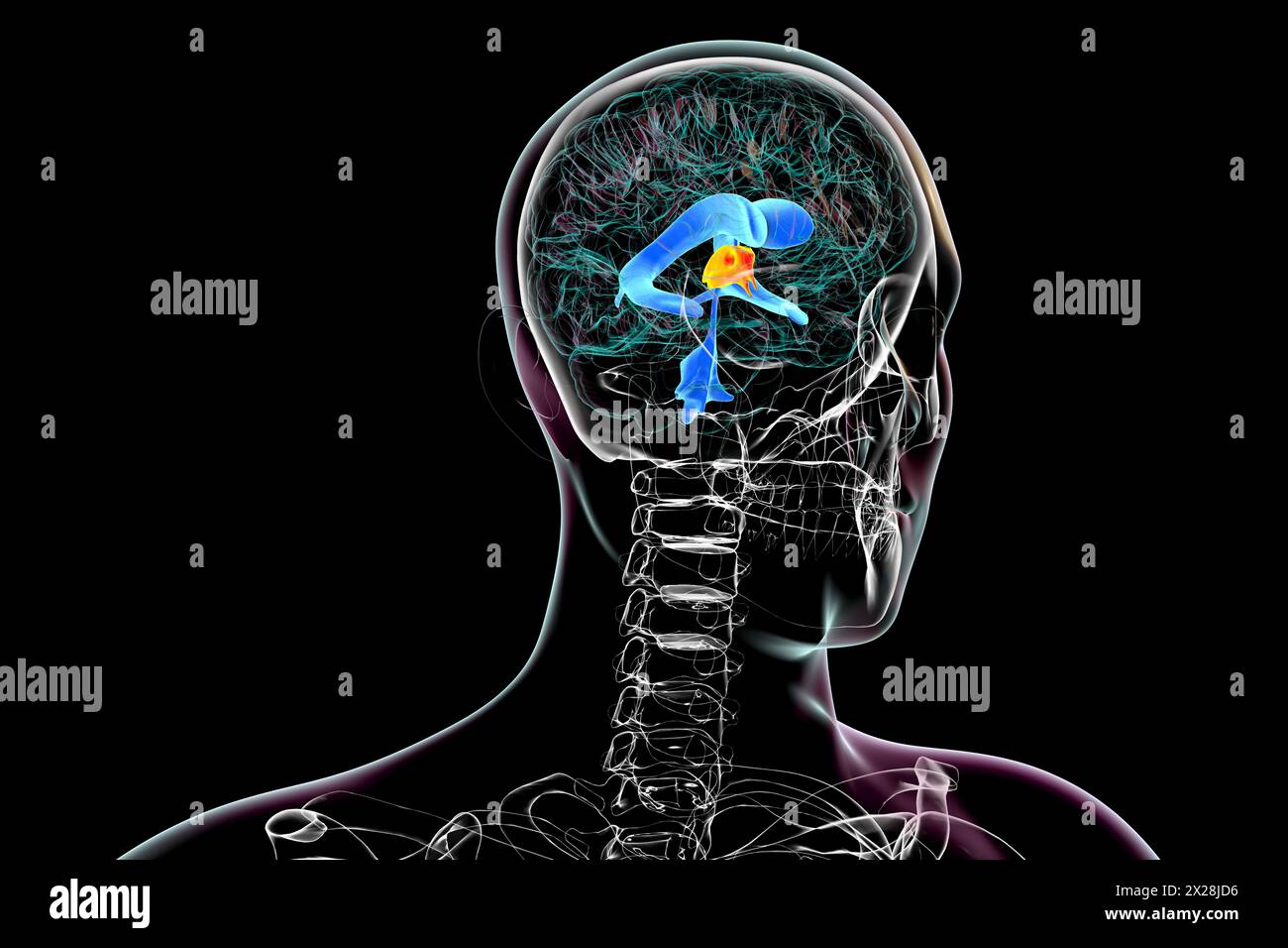 Third brain ventricle, illustration Stock Photo - Alamy