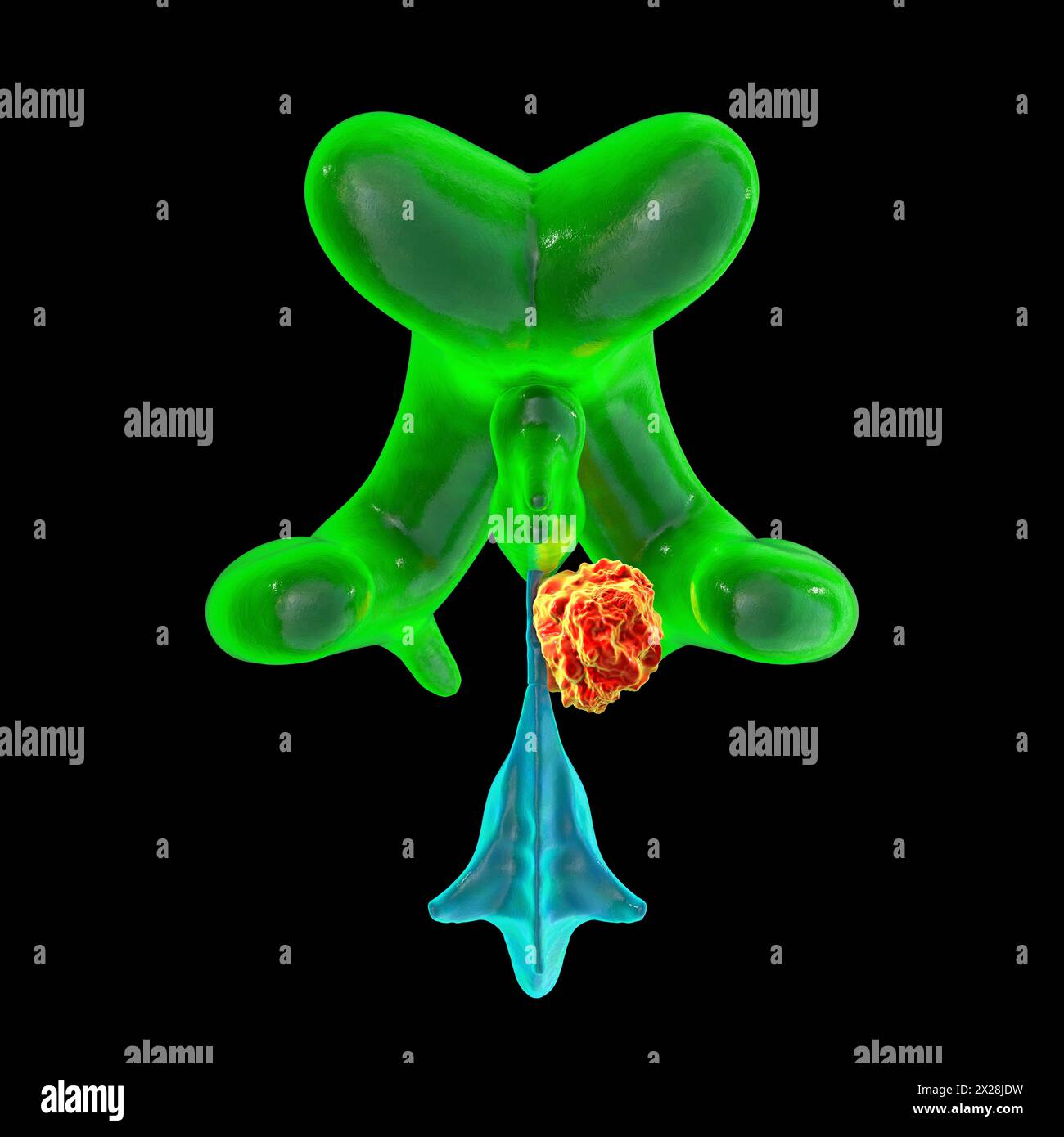 3d medical illustration brain front hi-res stock photography and images ...