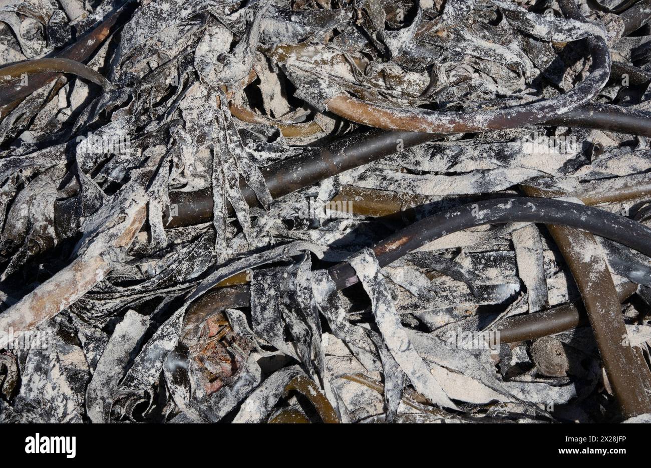 Kelp (Ecklonia maxima) seaweed drying on beach Stock Photo - Alamy
