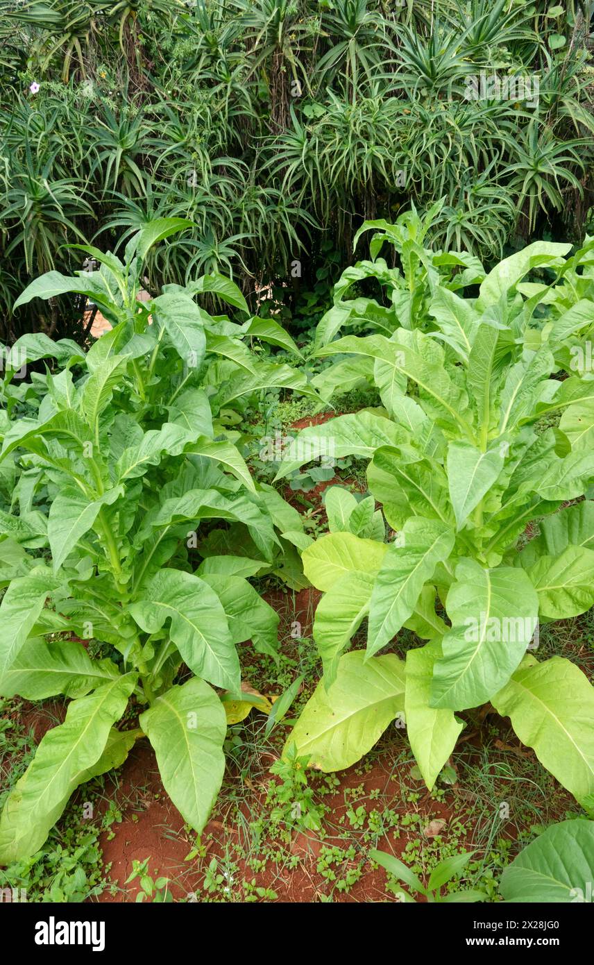 Tobacco plants (Nicotiana sp.) growing Stock Photo - Alamy