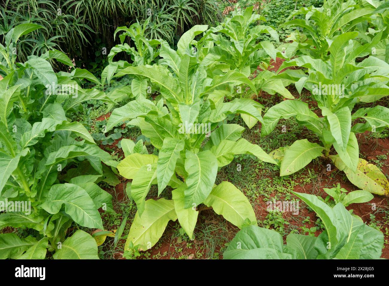 Tobacco plants (Nicotiana sp.) growing Stock Photo - Alamy