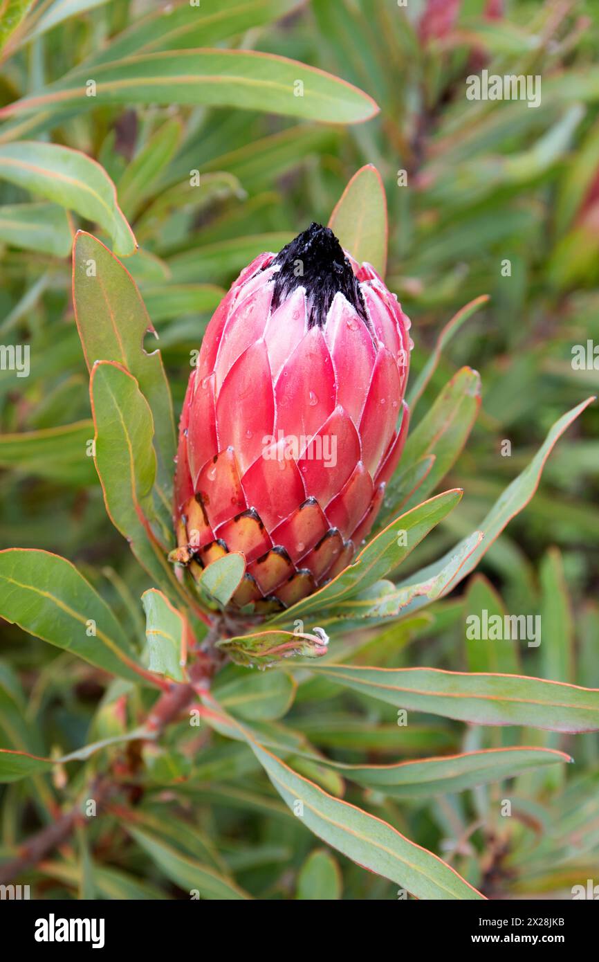 Protea protea magnifica hi-res stock photography and images - Alamy