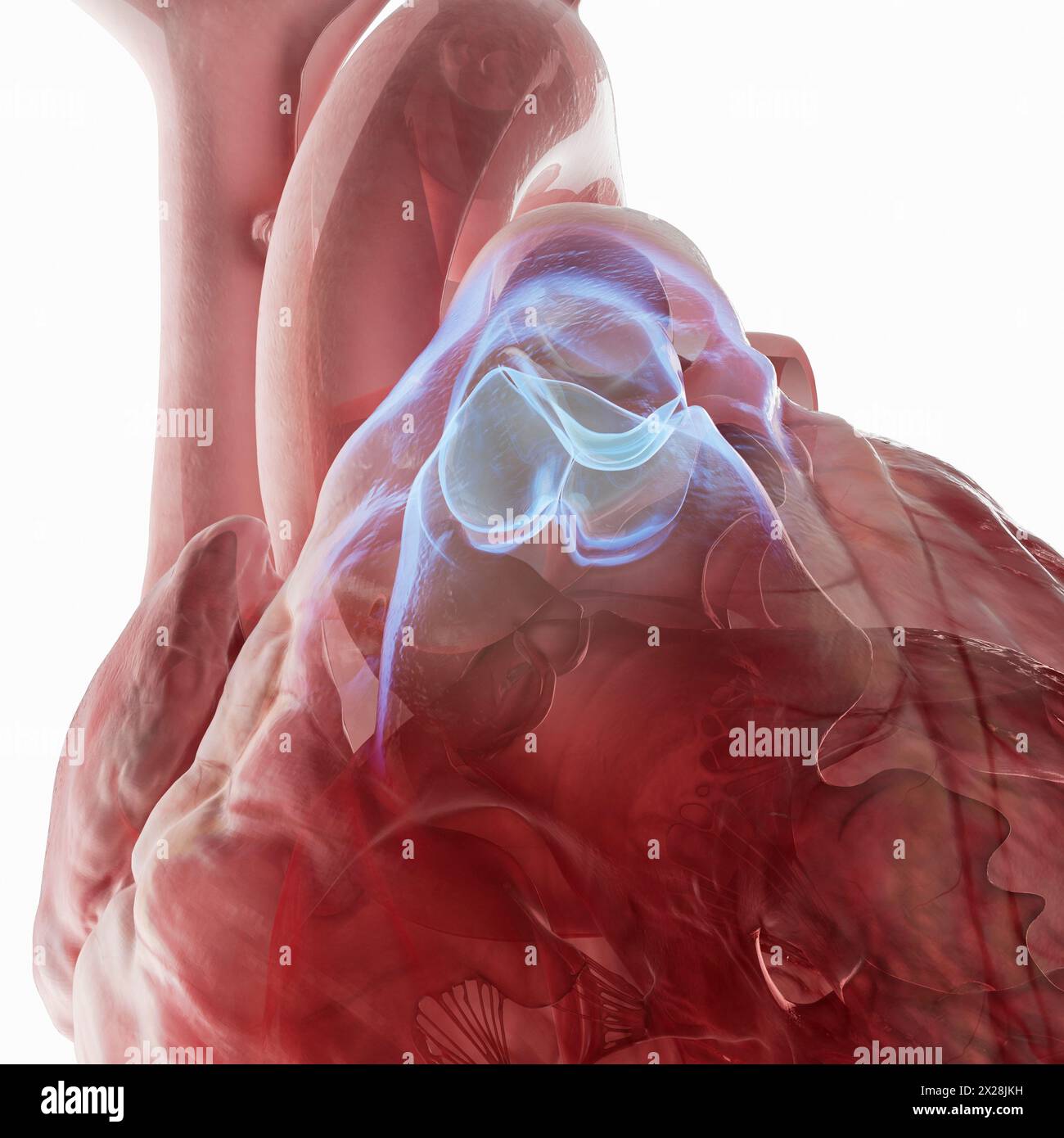Human heart pulmonary valve, illustration Stock Photo - Alamy Human heart pulmonary valve, illustration Stock Photo - Alamy