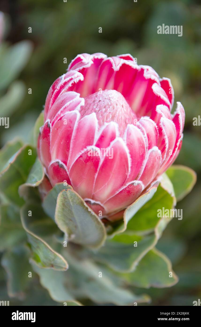 Protea compacta flower Stock Photo - Alamy
