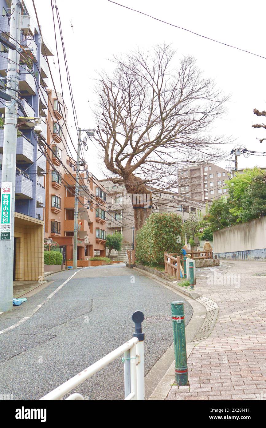 Mukunoki hi-res stock photography and images - Alamy