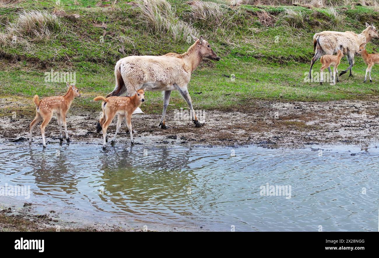 YANCHENG, CHINA - APRIL 21, 2024 - Newborn Elks follow Elks as they ...