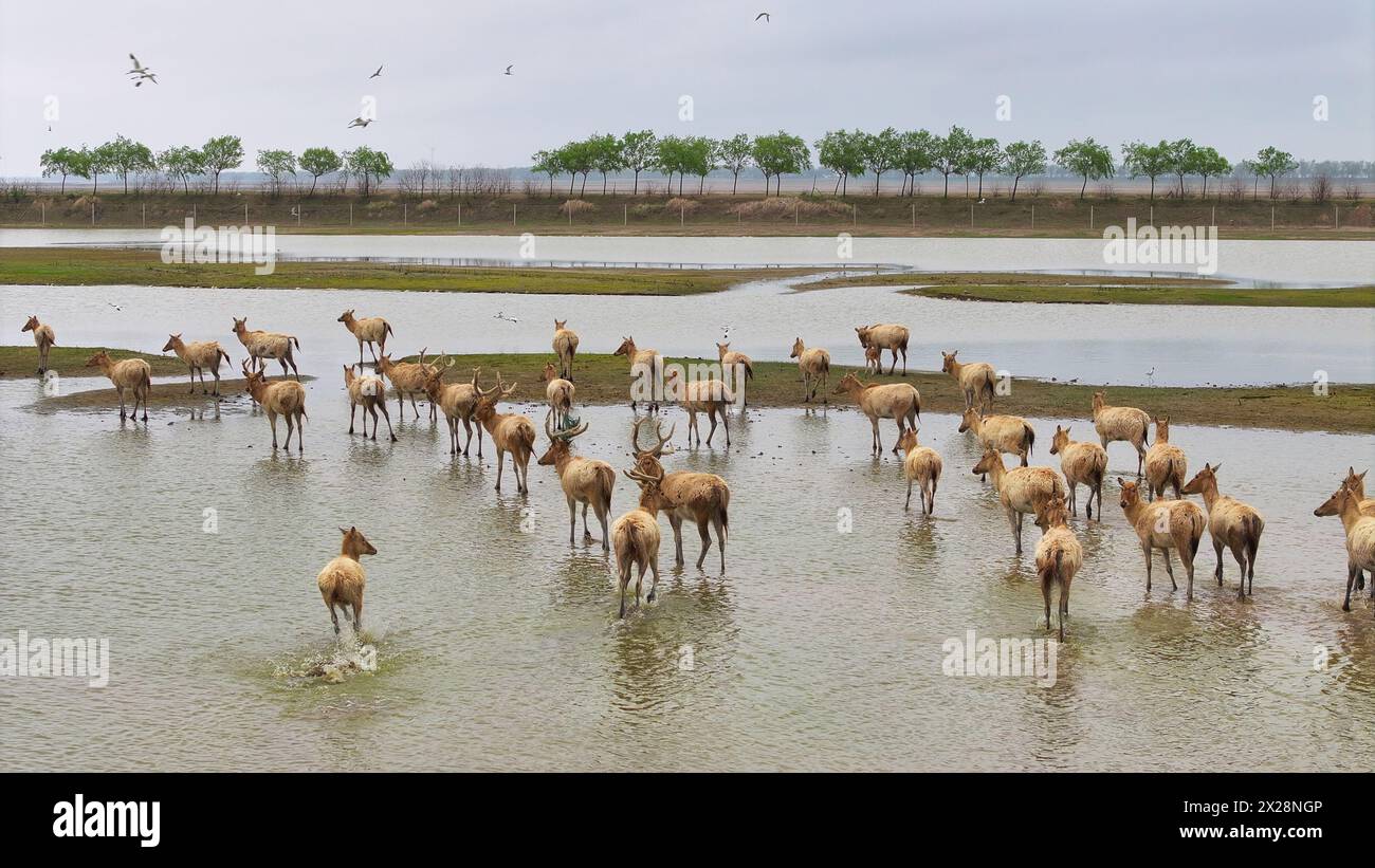 YANCHENG, CHINA - APRIL 21, 2024 - Newborn Elks follow Elks as they ...