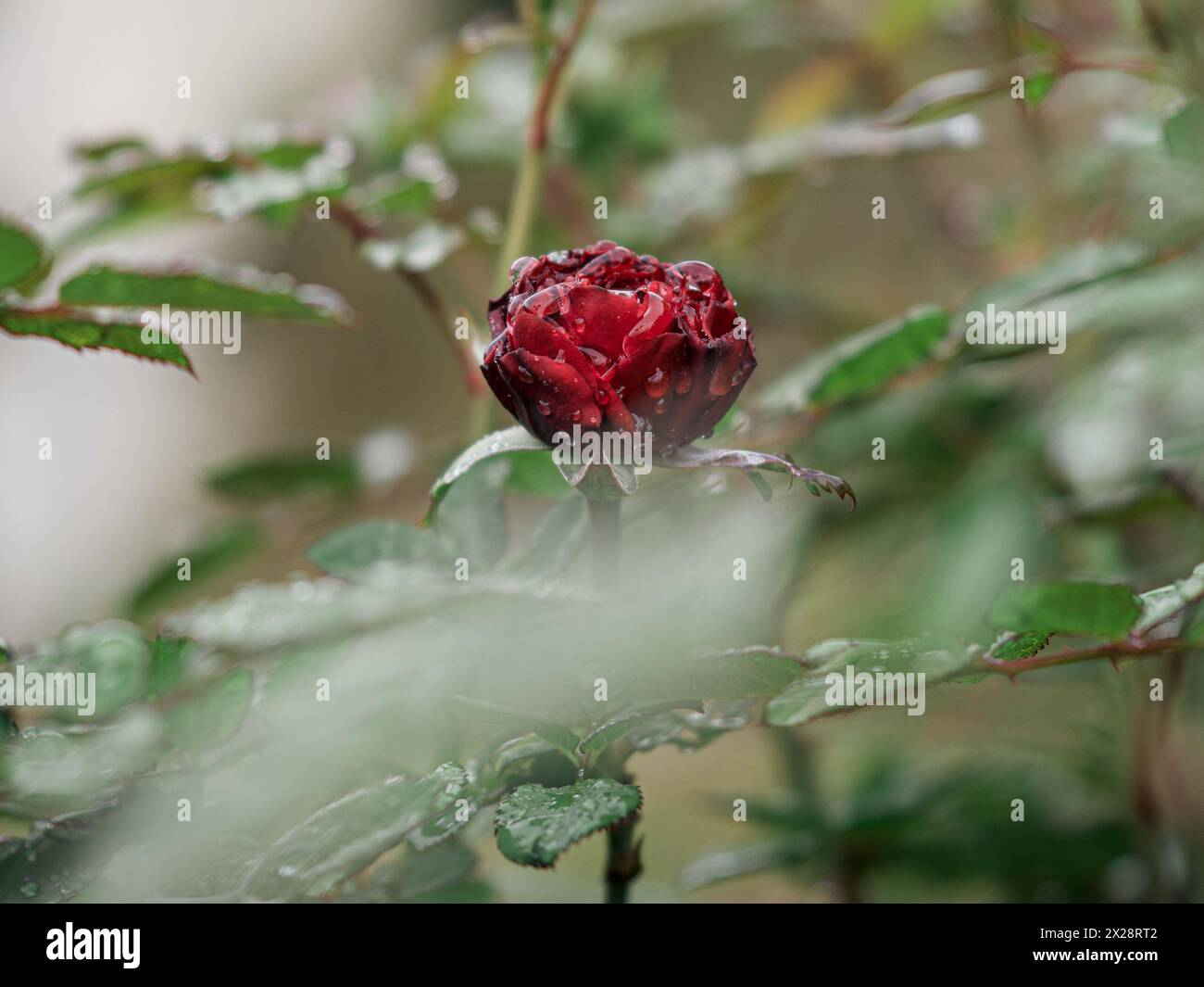 Hsi symbol hi-res stock photography and images - Alamy