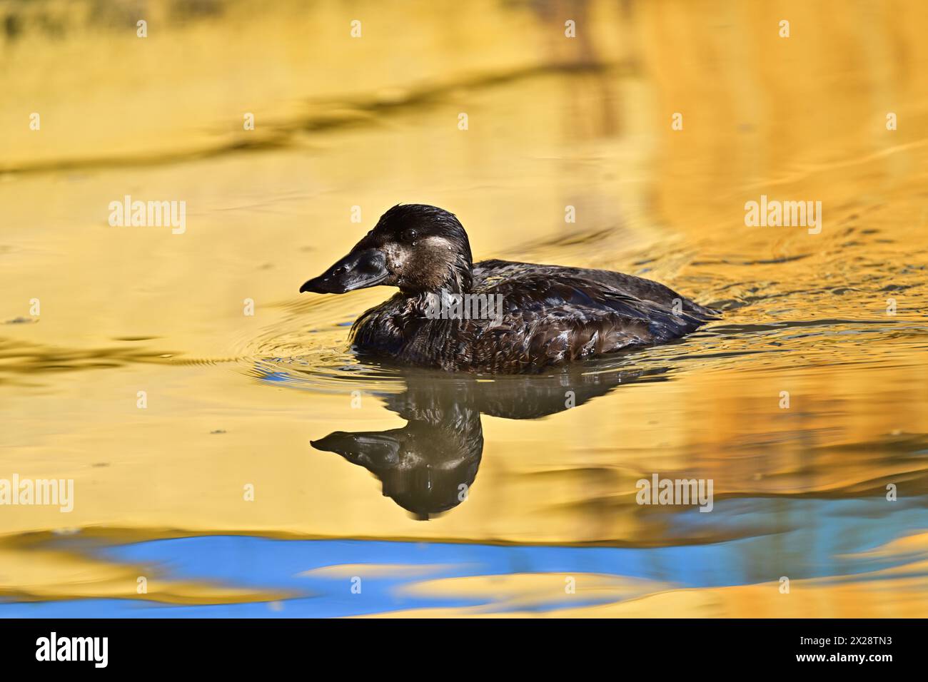 Surf scoter female hi-res stock photography and images - Alamy