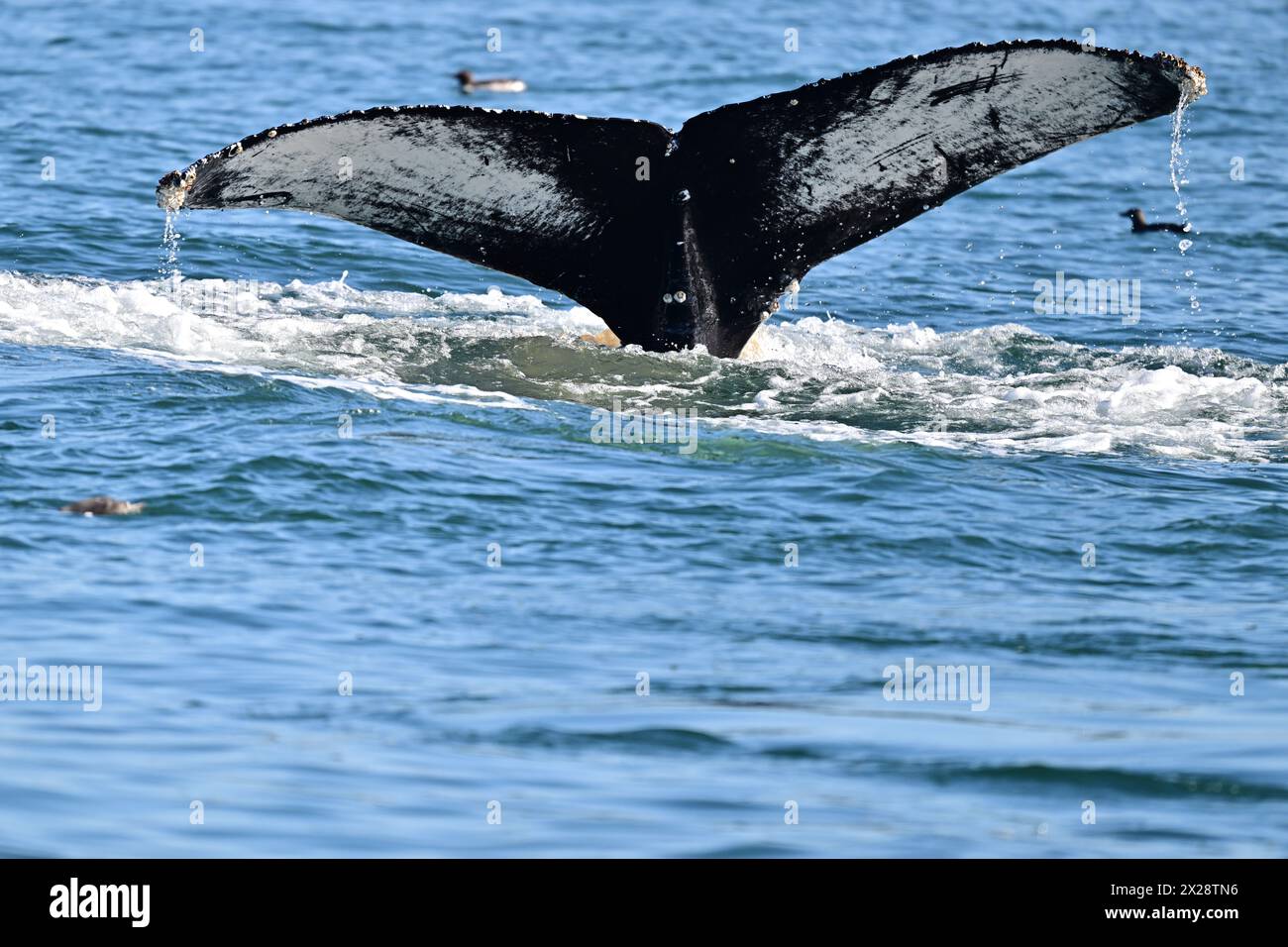 Humpback Whale Flapping Tail Stock Photo - Alamy