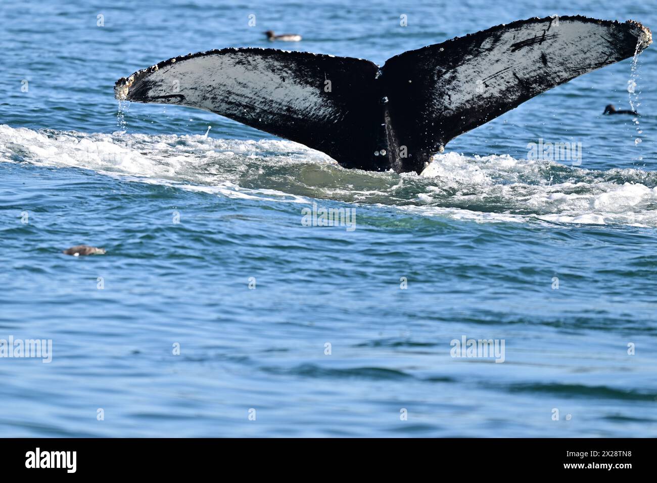 Humpback Whale Flapping Tail Stock Photo - Alamy