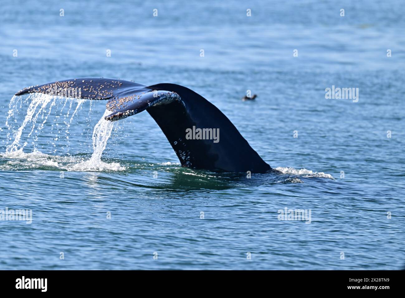 Humpback Whale Flapping Tail Stock Photo - Alamy