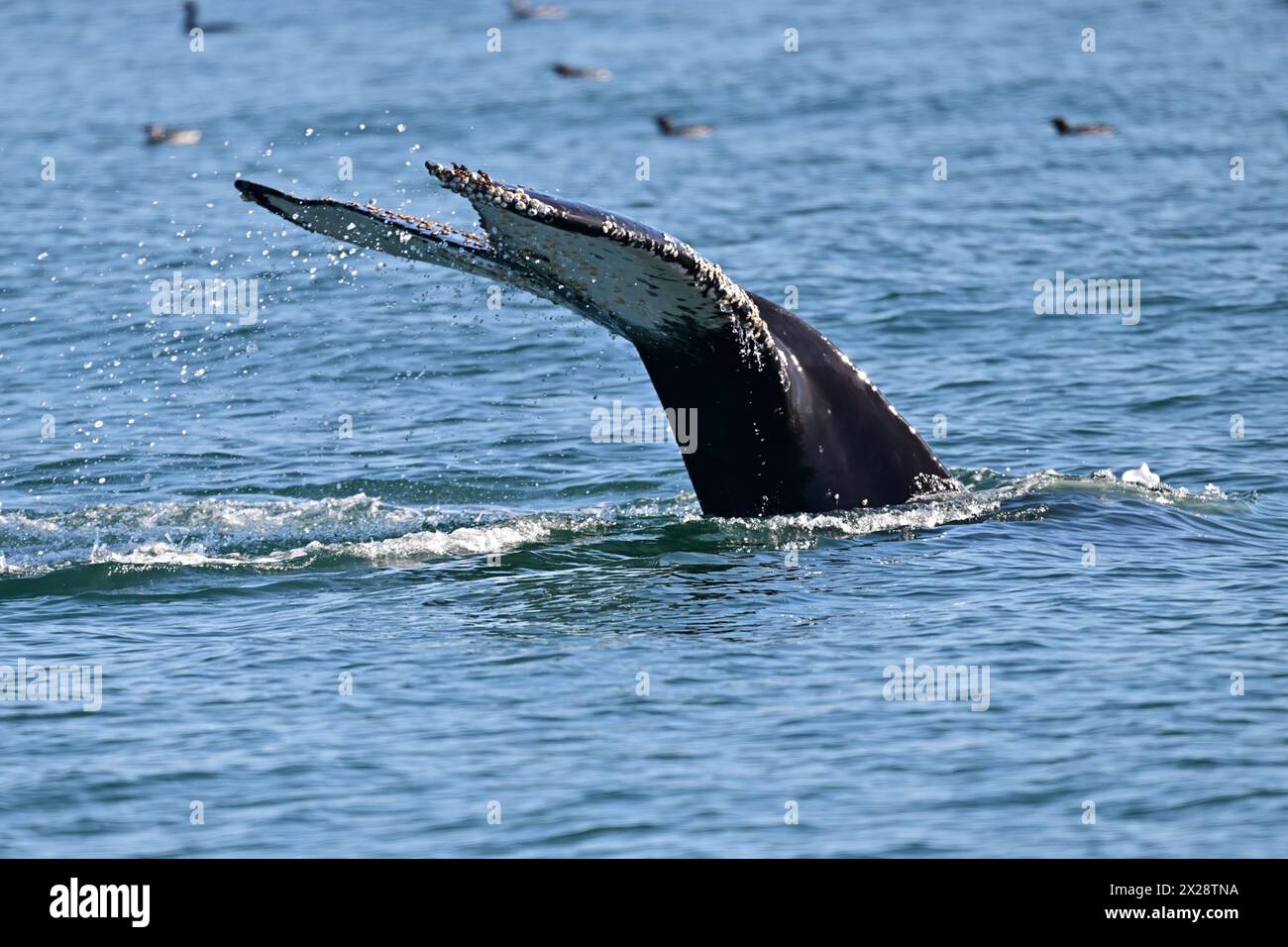 Humpback Whale Flapping Tail Stock Photo - Alamy